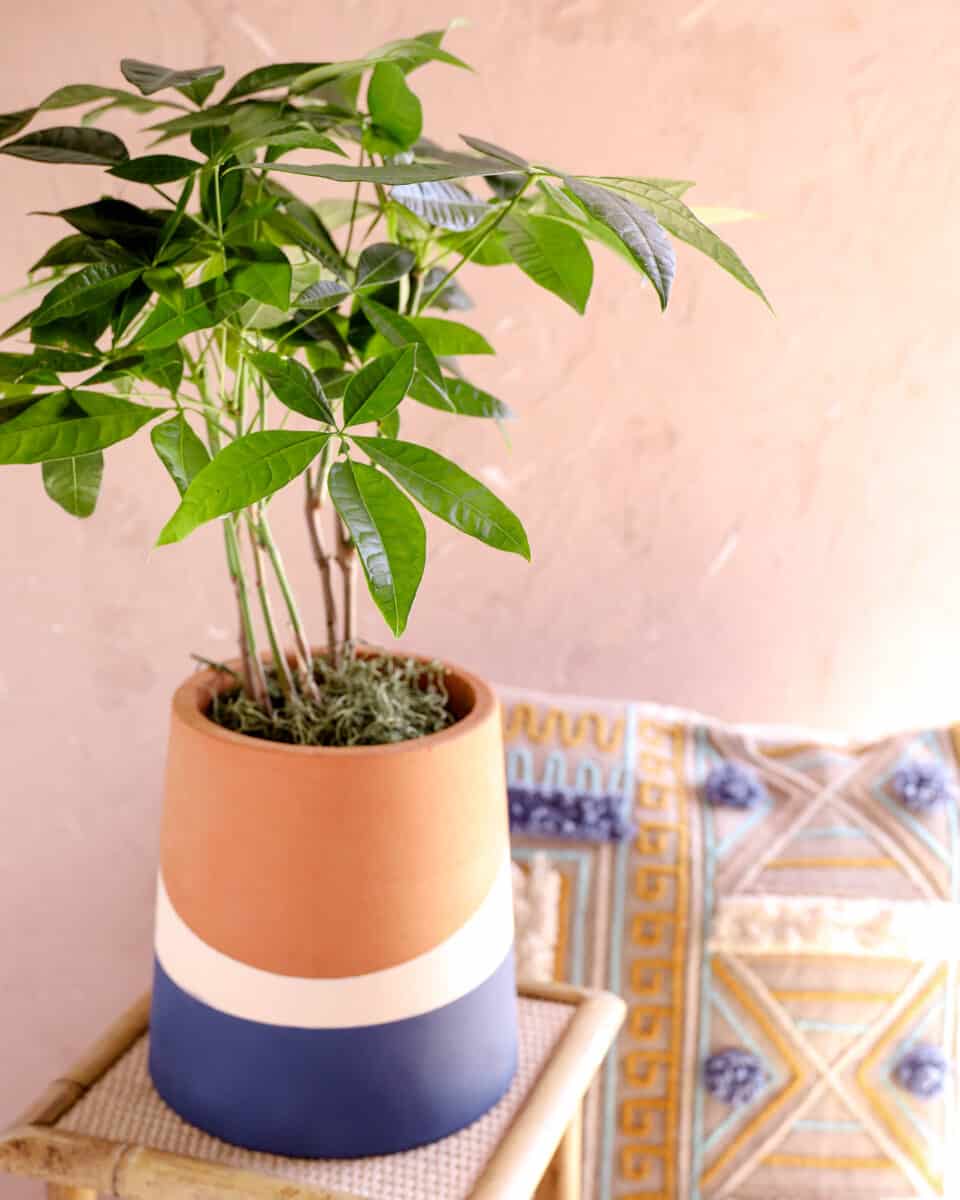 Lucky Flowers & Plants | In Bloom Florist Blog - In Bloom Florist Blog