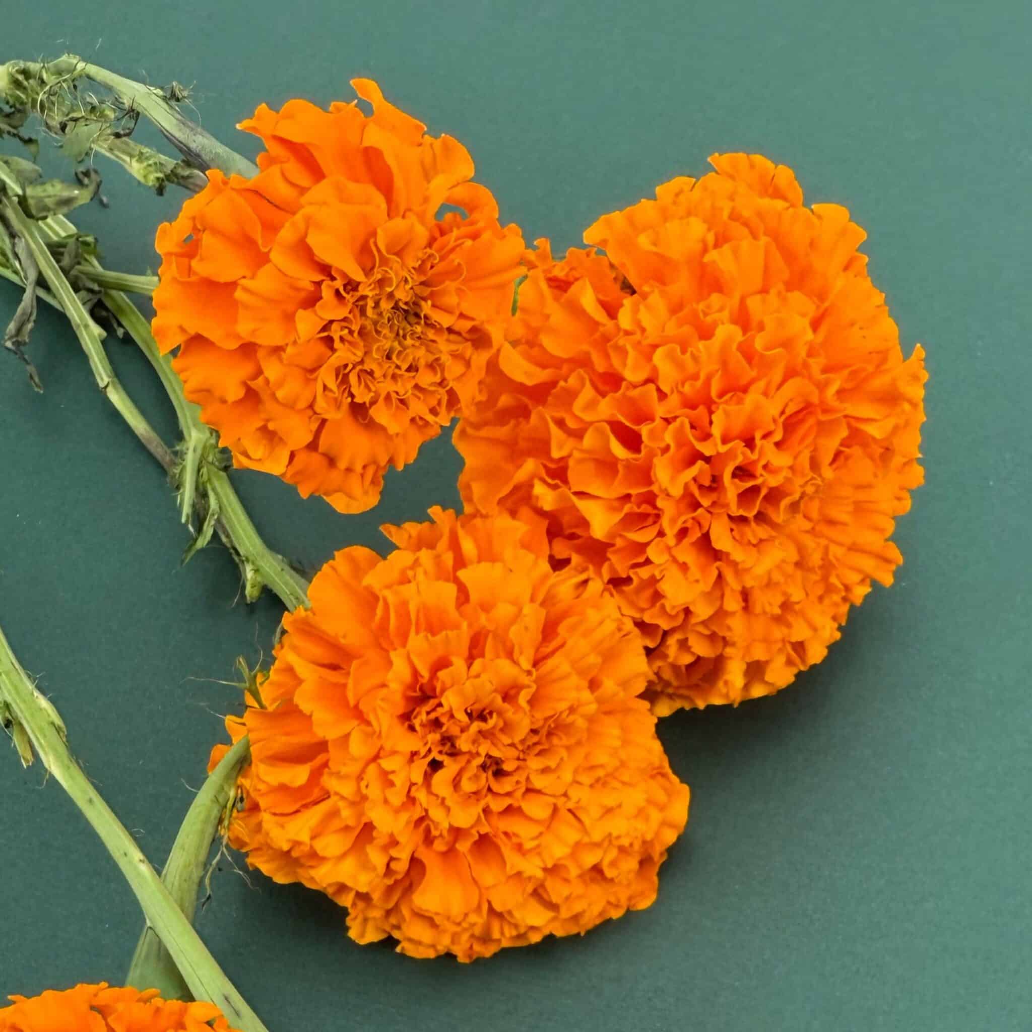 The Language of Flowers: What Your Thanksgiving Blooms Mean - In Bloom ...
